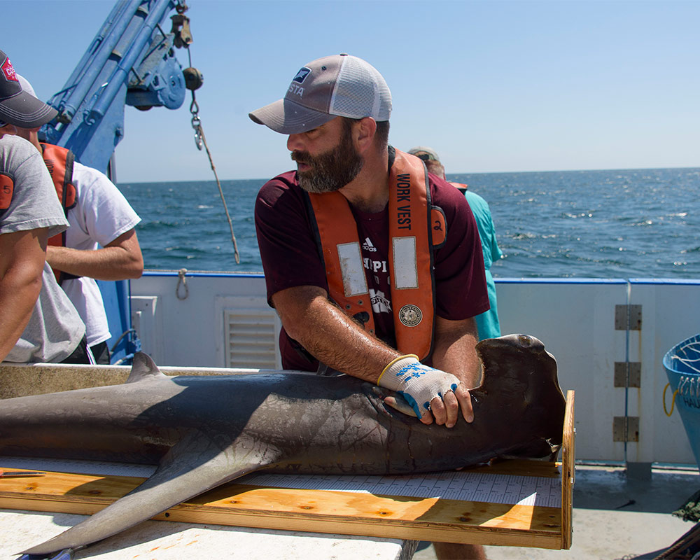 Work of MSU shark scientist featured on Disney+ National Geographic ...