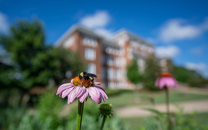 MSU Campus Landscape works to reintroduce native grasses and flowers in ...