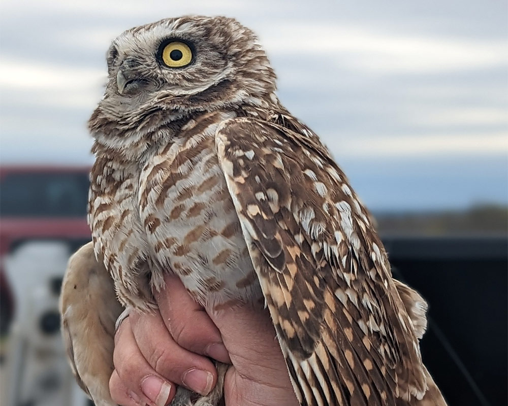 From Texas to Tennessee: Burrowing owl makes odd migration, draws ...
