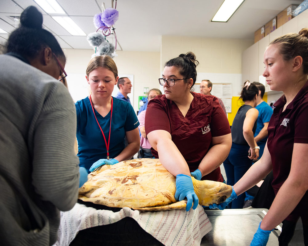 MSU to the rescue: Veterinary medicine college again saves rare sea ...